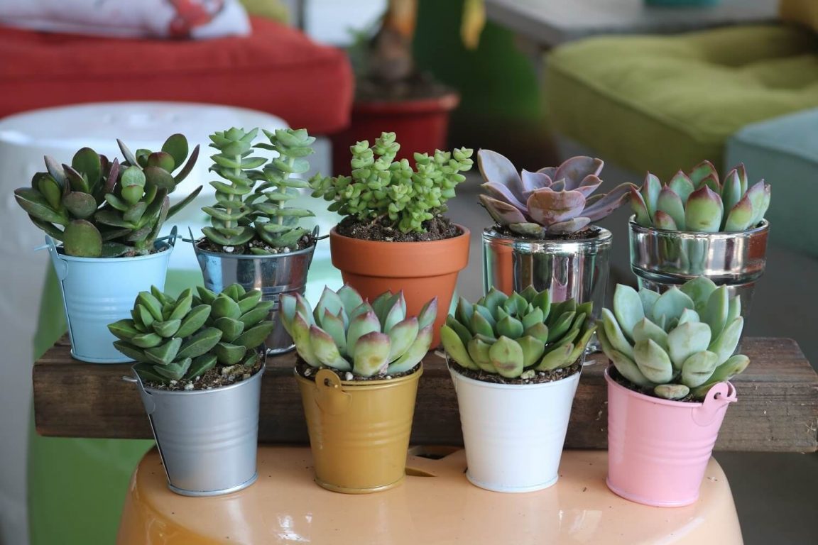 Como Plantar e Cuidar de Suculentas em Vasos - Dicas de Jardinagem Como Plantar e Cuidar de Suculentas em Vasos - Dicas de Jardinagem